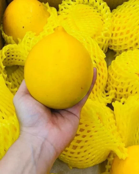 Abiu Fruit |Available in Australia - St Peter's Troical Fruit World